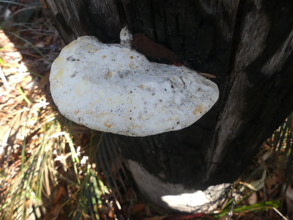 white punk from Bermagui NSW 2546, Australia on August 22, 2023 at 10: ...