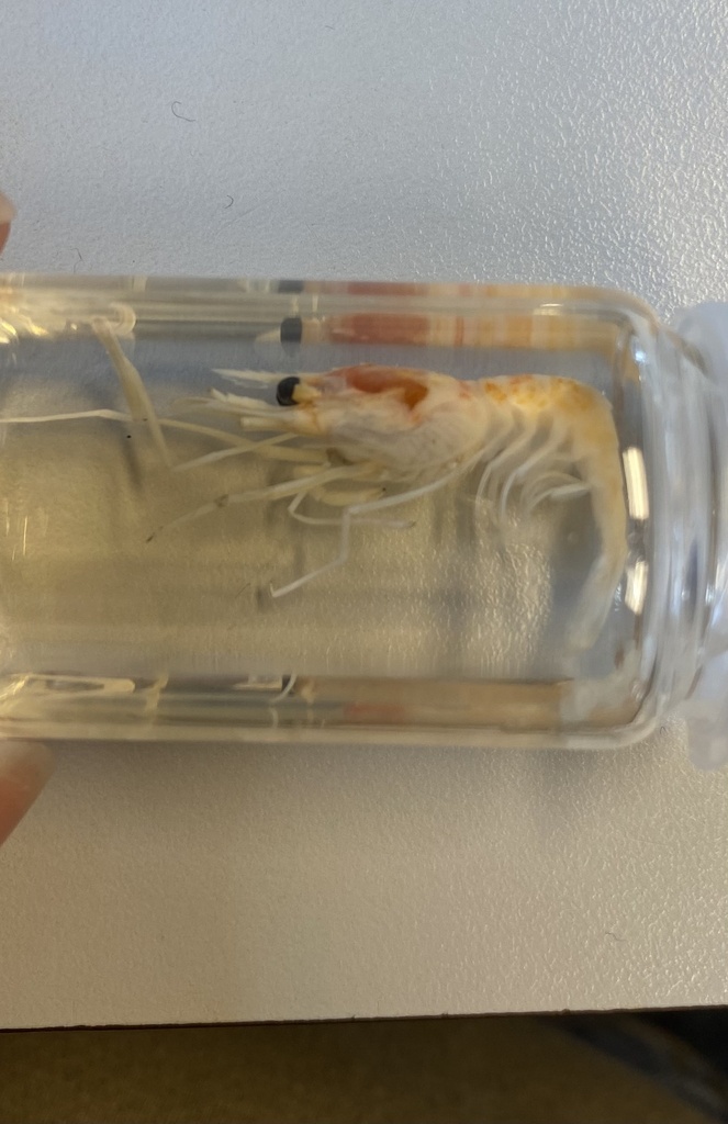 Polar Lebbeid Shrimp from Hauglandsosen, Hauglandshella, 46, NO on ...