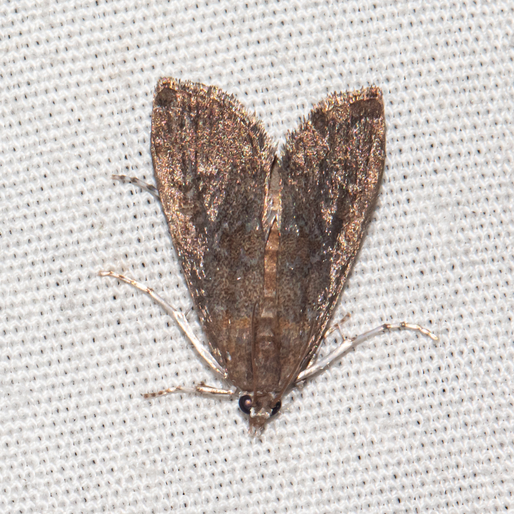 Waterlily Borer Moth from Anne Arundel County, MD, USA on August 11 ...