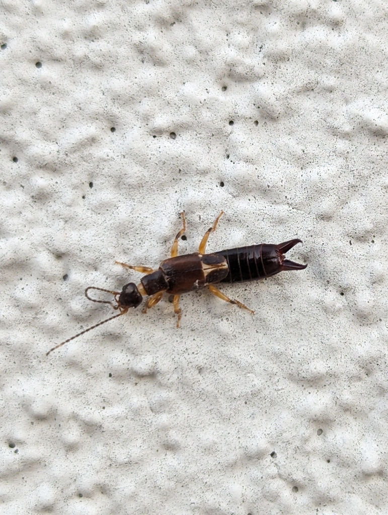 African earwig from Nashville, TN 37211, USA on August 23, 2023 at 06: ...
