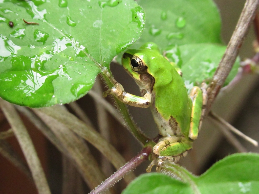 Japanese Tree Frog from Kyoto on August 23, 2023 at 03:46 PM by Neriko ...