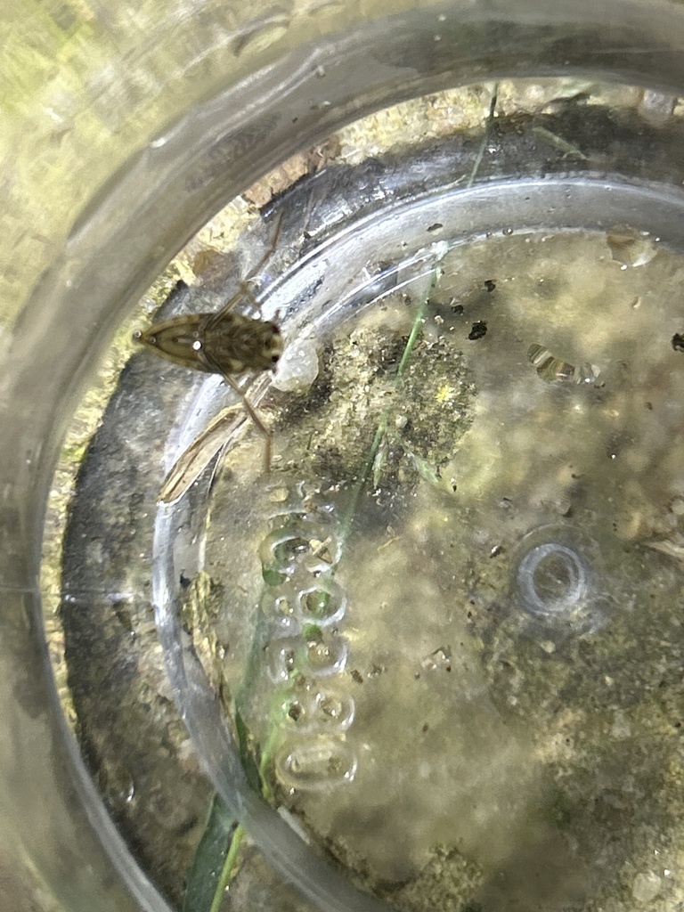 Enithares from Dangzai Dao, 路環, MO on August 23, 2023 at 09:14 PM by ...