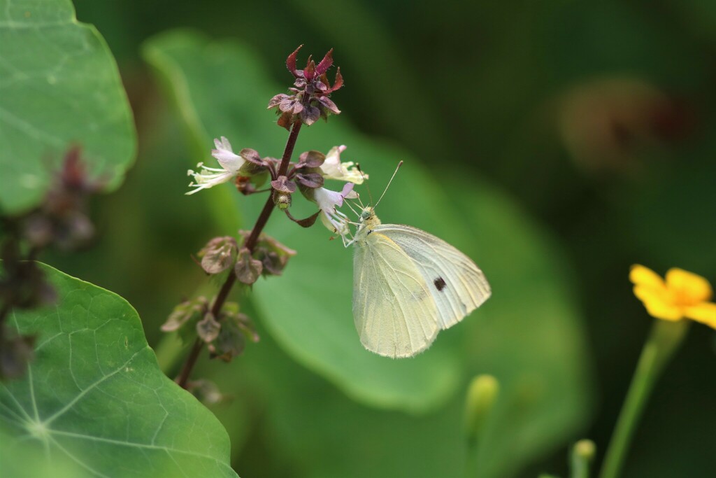 Small White from Near Westside, Indianapolis, IN, USA on August 12 ...