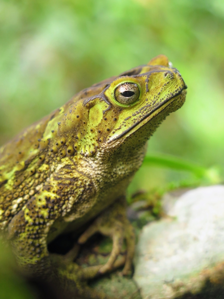 Green Climbing Toad from La Unión, Provincia de Puntarenas, Montes de ...