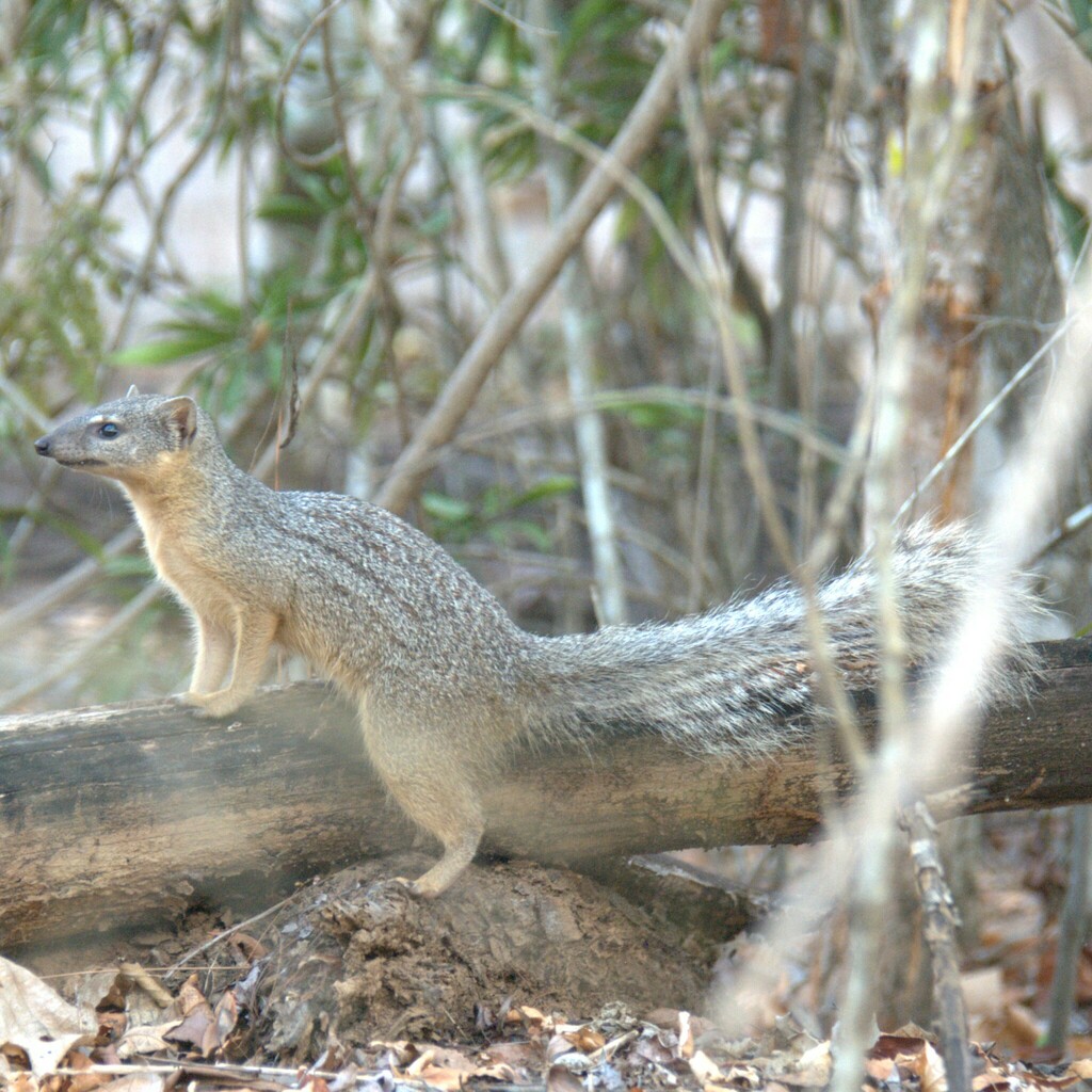 Bokiboky in October 2012 by Daniel Austin · iNaturalist