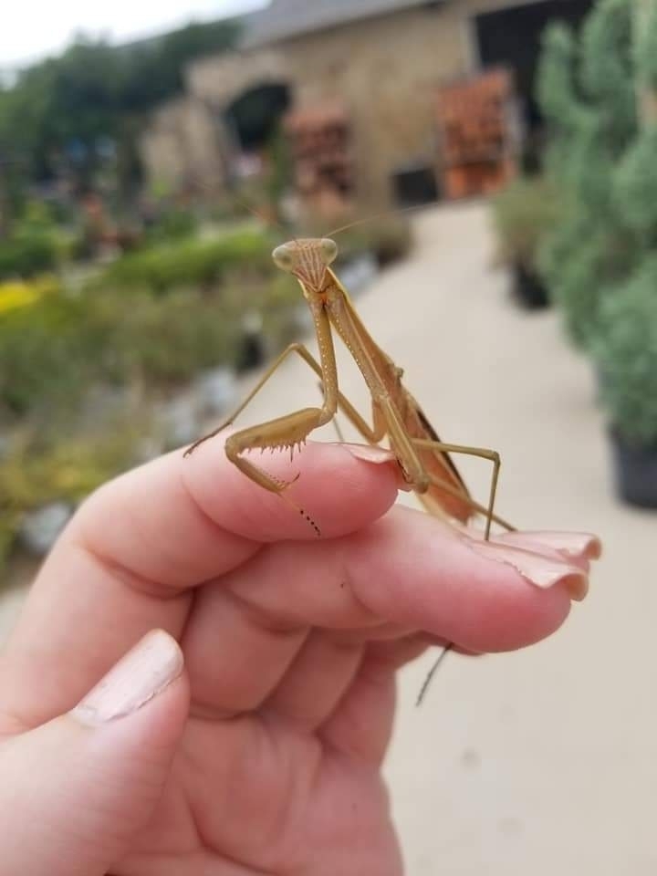 Narrow-winged Mantis from Calloway's Nursery on April 15, 2021 by Teddi ...
