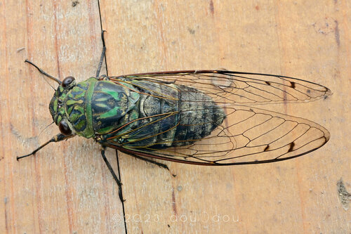 Meimuna microdon · iNaturalist United Kingdom