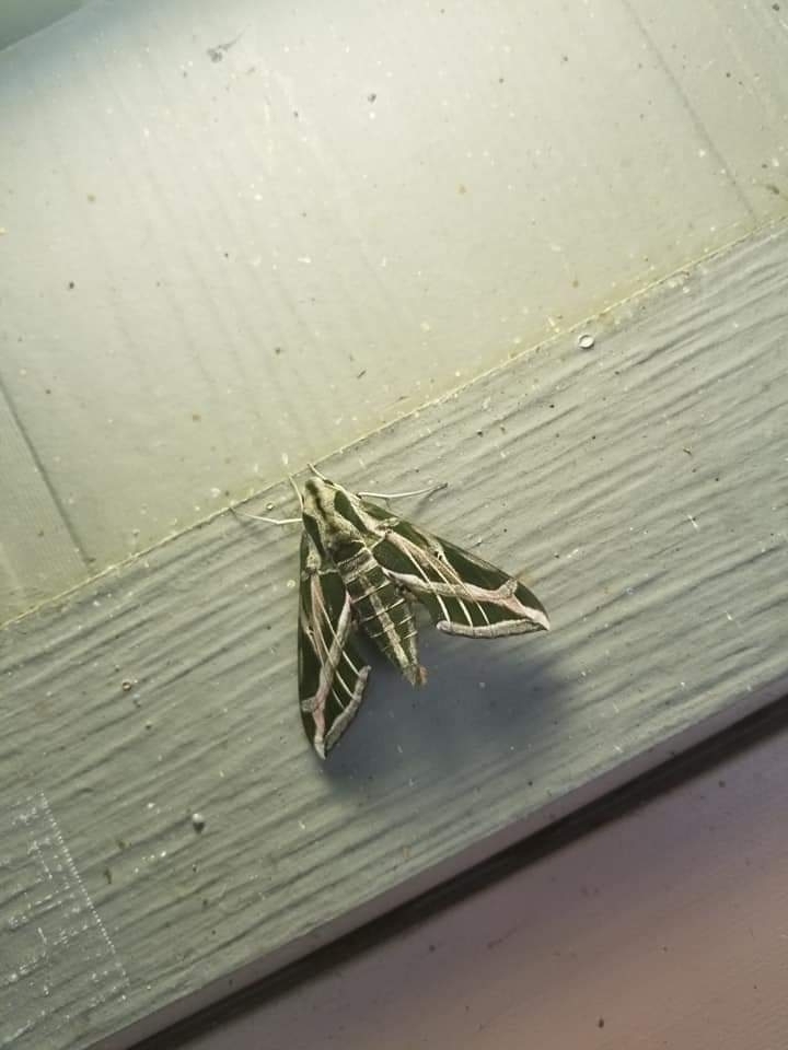 Vine Sphinx from Bob Jones Nature Center and Preserve on July 18, 2021 ...