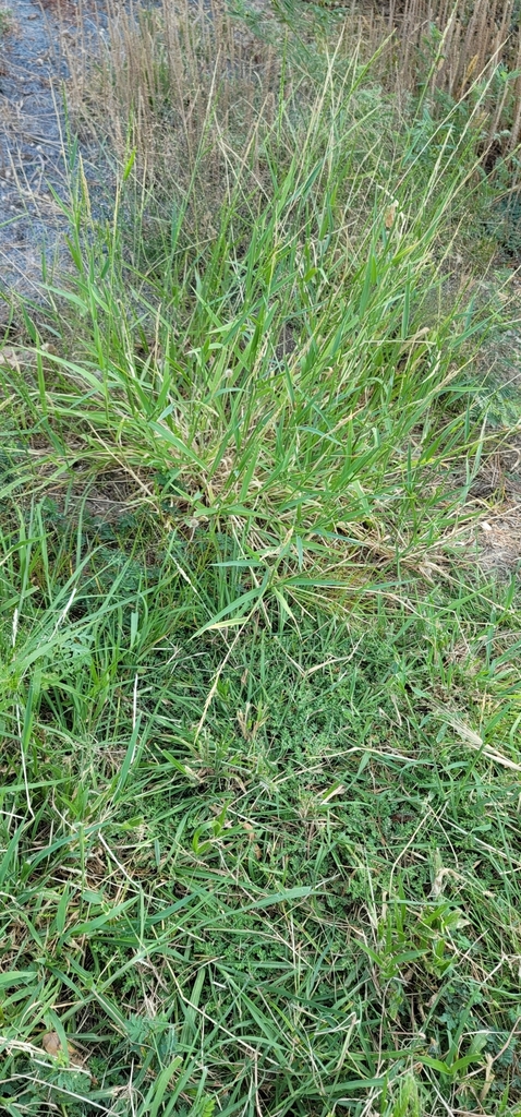 Prairie Cupgrass from Oak Point, TX 75068, USA on August 23, 2023 at 09 ...