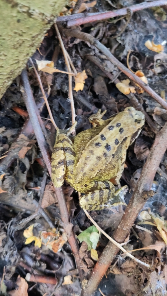 European Common Frog from Arnhem on August 23, 2023 at 04:21 PM by ...