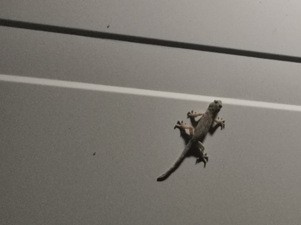 Japanese Giant Gecko in August 2023 by いのてっつー · iNaturalist