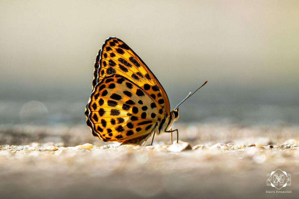 Spotted leopard butterfly from 中国江苏省南京市玄武区 on August 23, 2023 at 02:38 ...