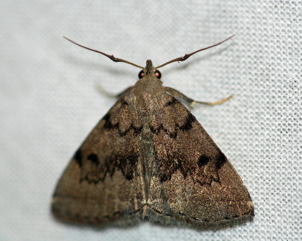 Fan-foot Moths in August 2023 by thyger · iNaturalist