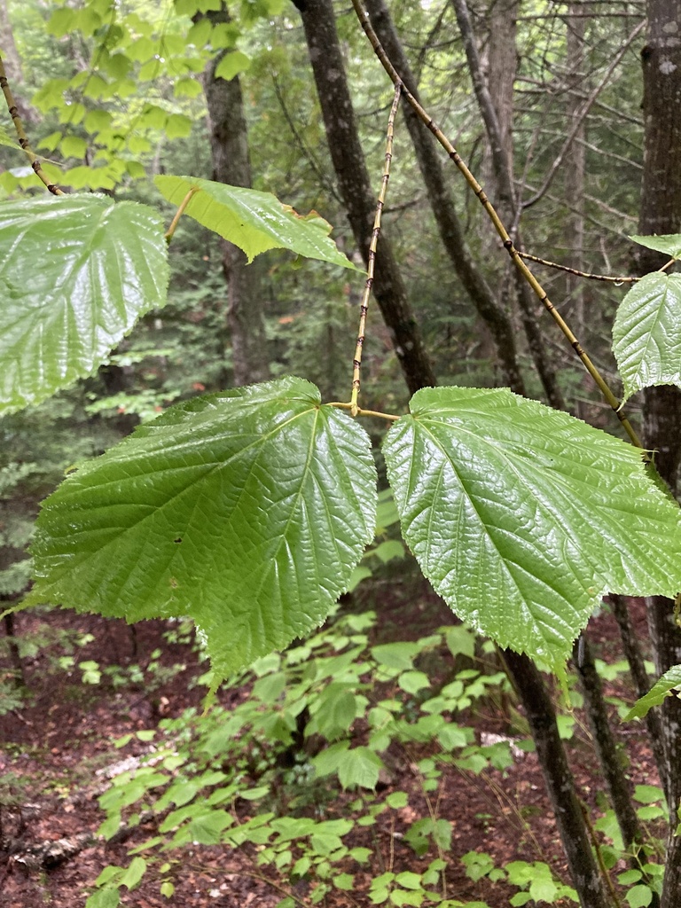 striped maple from Copper Harbor, MI, US on August 23, 2023 at 11:23 AM ...