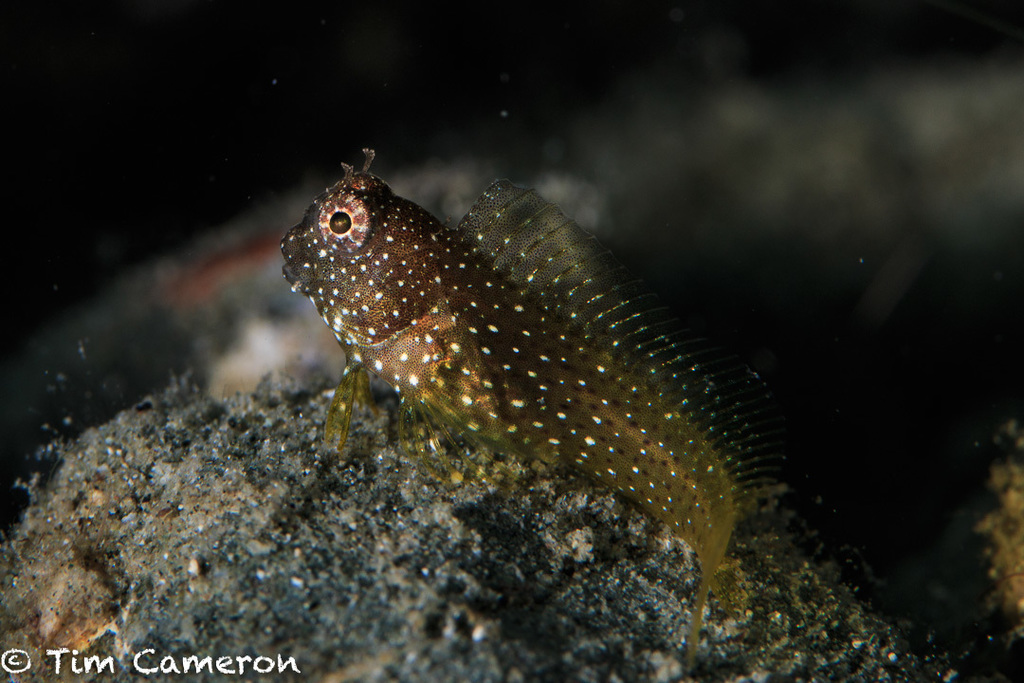 Starry Blenny Lifespan