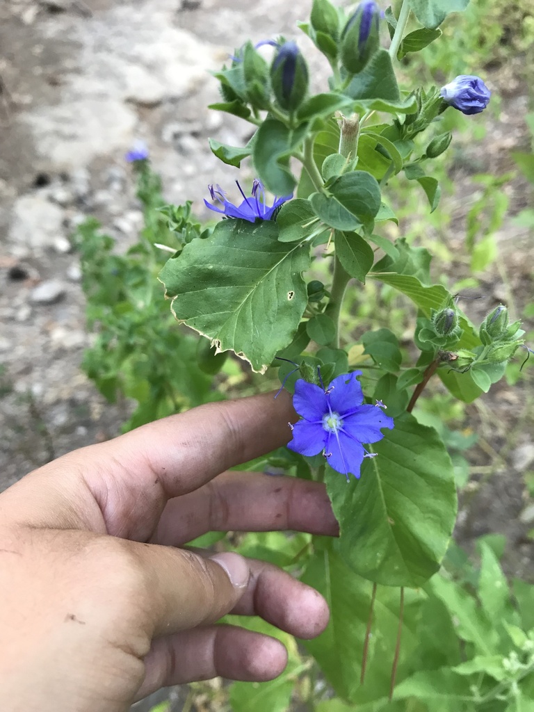 blue waterleaf from Smithville, TX, US on August 23, 2023 at 08:25 AM ...