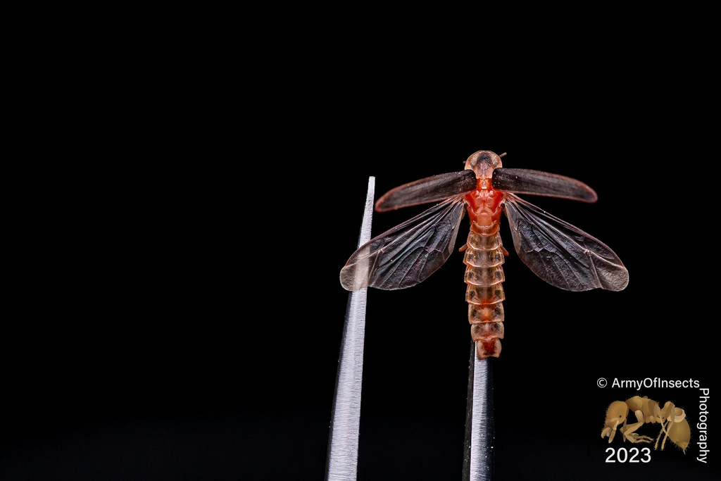 Pecos desert firefly from Canon City, CO, US on June 25, 2023 at 11:38 ...
