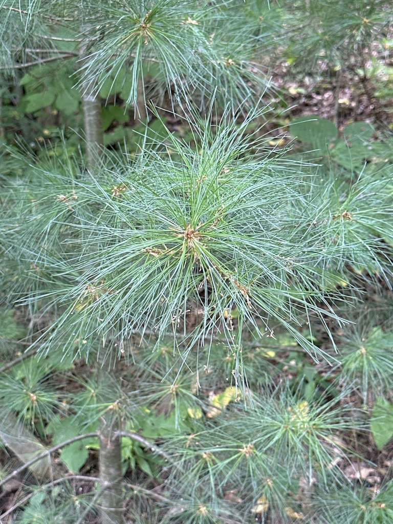eastern white pine from Cornell University, Ithaca, NY, US on August 23 ...