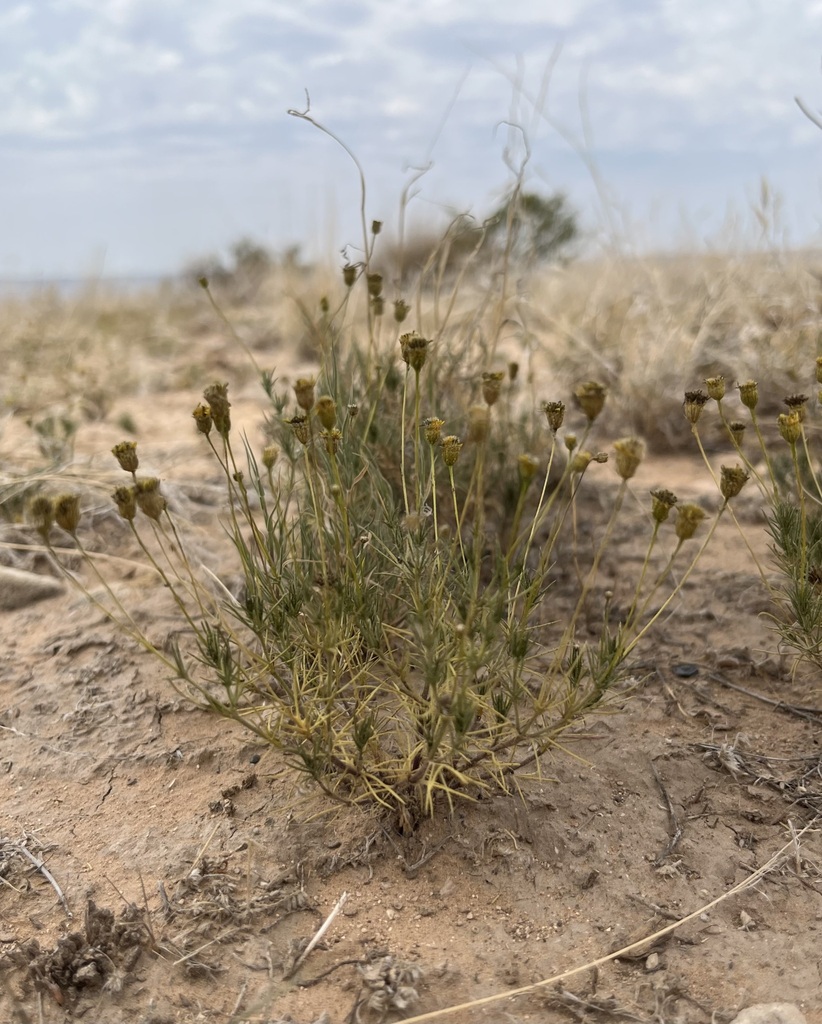 Parralena in June 2023 by Carlsbad Botany · iNaturalist