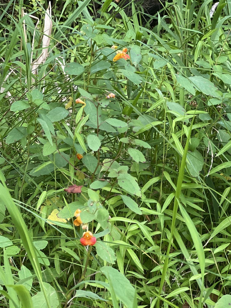 common jewelweed from West Liberty, WV, US on August 23, 2023 at 02:10 ...