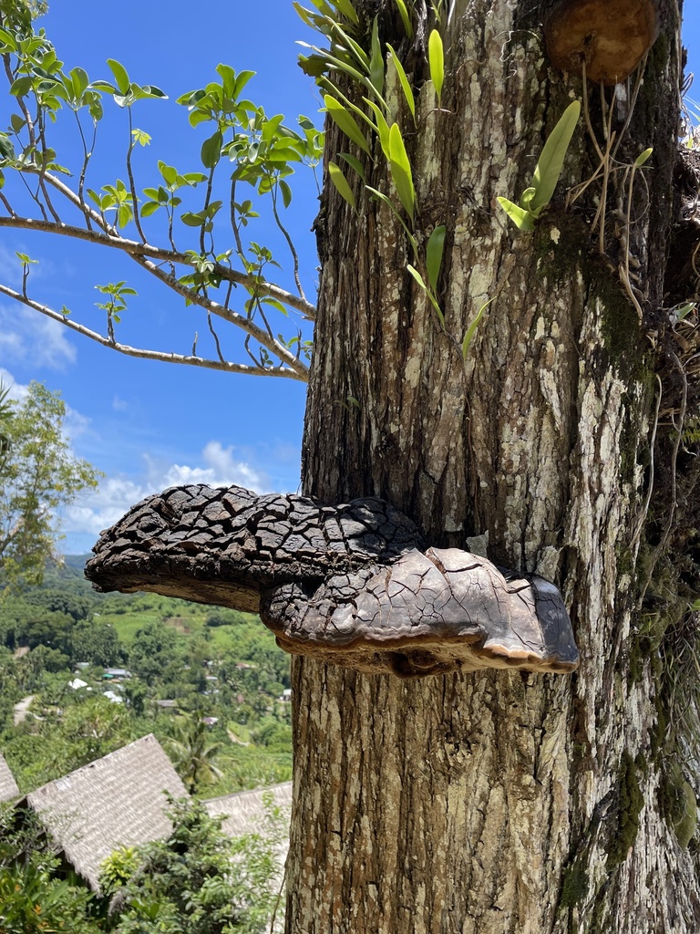Fungi Including Lichens from Ngerekebesang, Palau, PW on August 23 ...