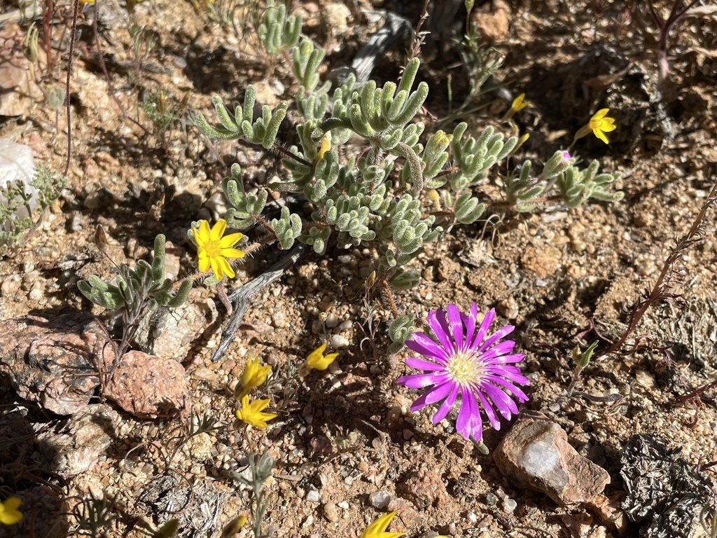 Mouse Dewfig from Walking Trail, Springbok, NC, ZA on August 23, 2023 ...