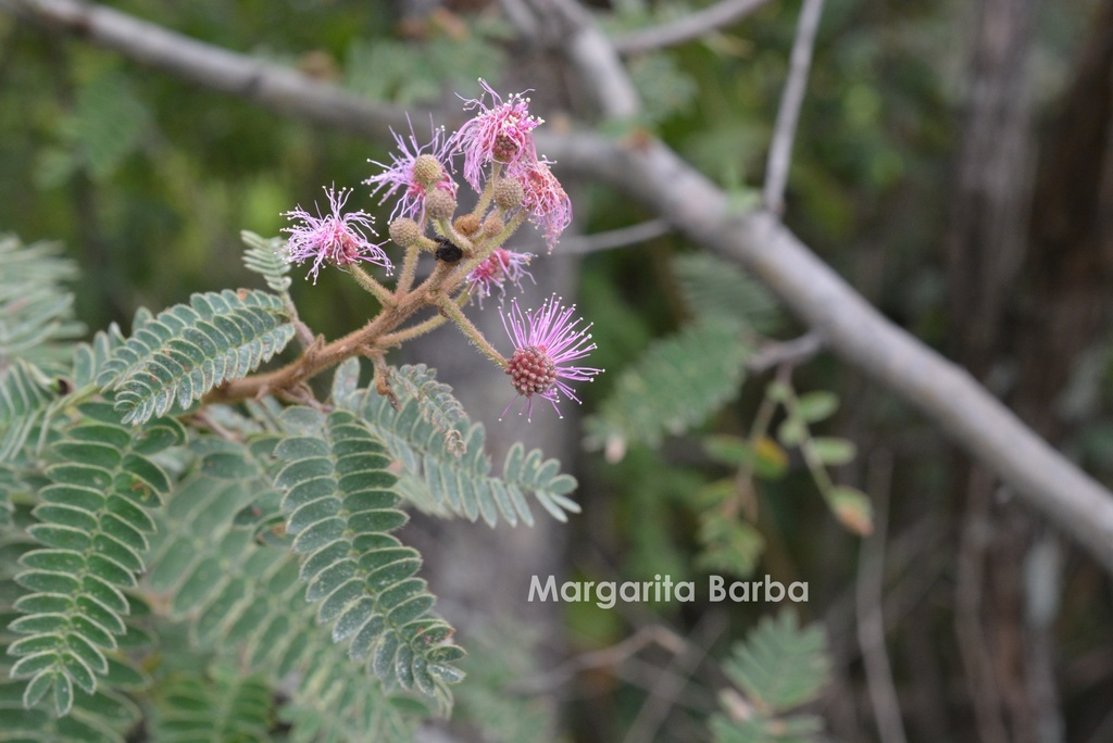 Mimoseae from Emiliano Zapata, Mor., México on October 24, 2015 at 11: ...