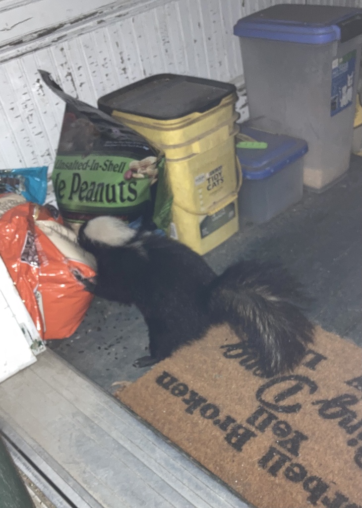 Striped Skunk from E Market St, Mount Union, PA, US on August 12, 2023 ...