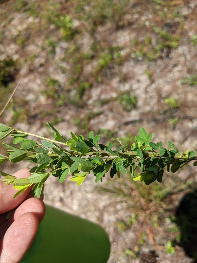 tall bush-clover from Conway, SC 29526, USA on August 23, 2023 at 01:55 ...