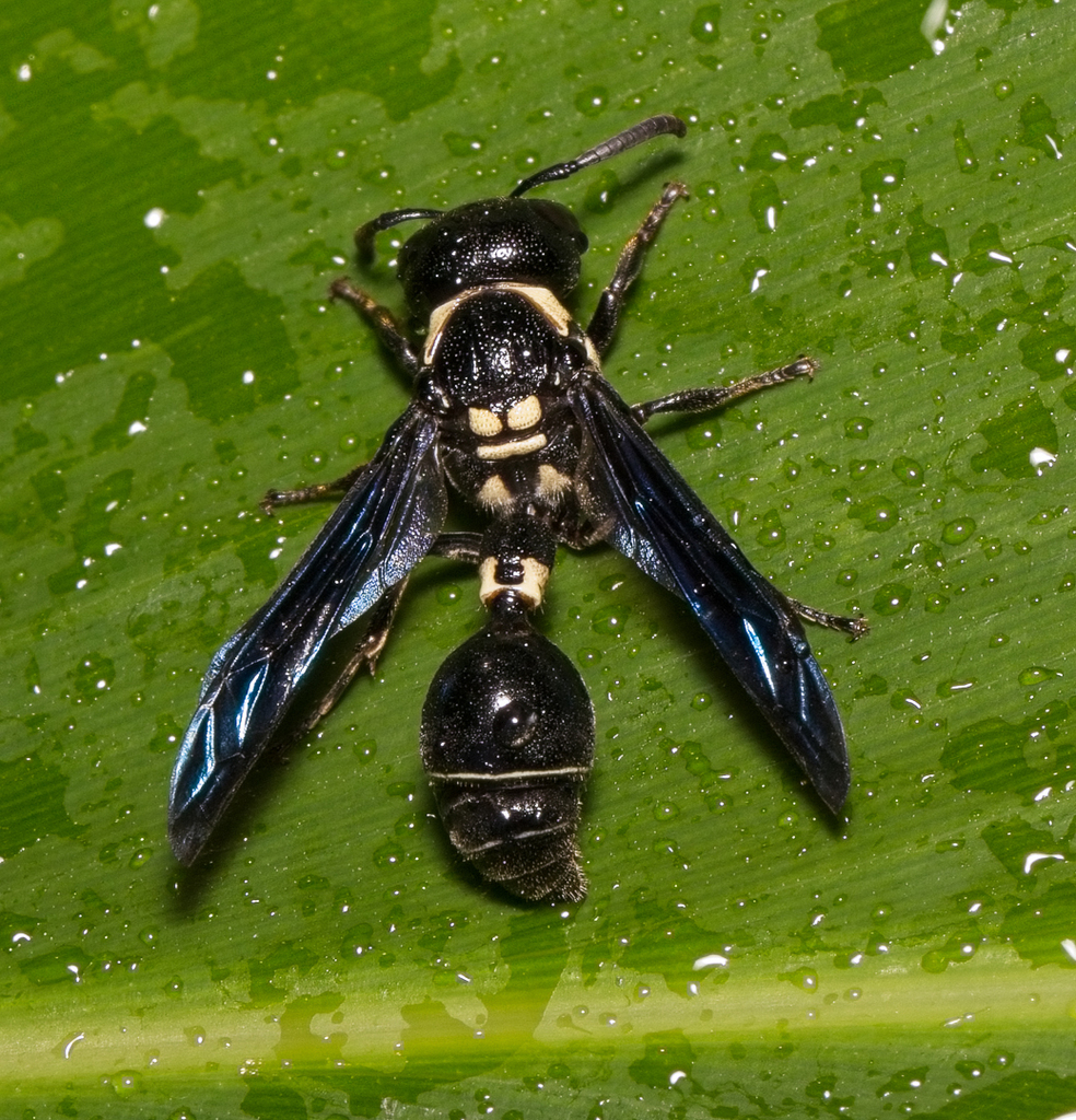 Zethus spinipes variegatus in August 2023 by Sharon Shaw Milligan ...