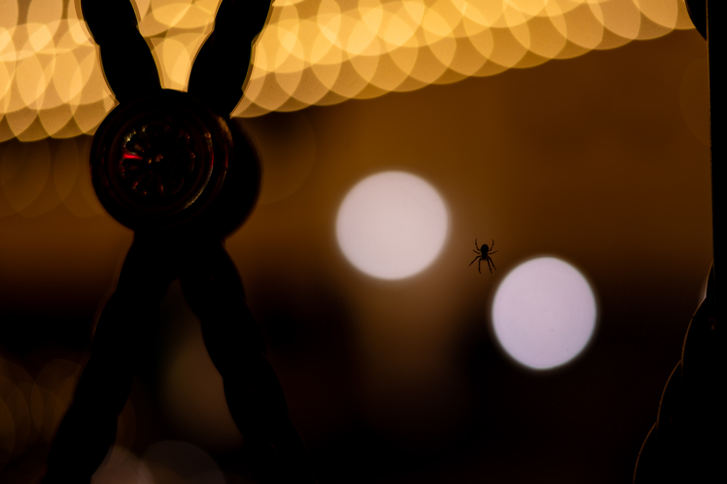 Furrow Spiders from Near North Side, Chicago, IL, USA on July 29, 2023 ...