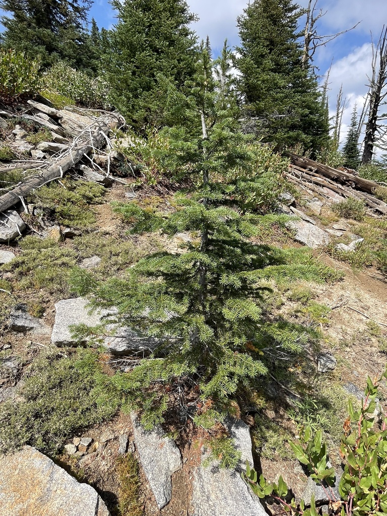 subalpine fir from Payette National Forest, McCall, ID, US on August 23 ...