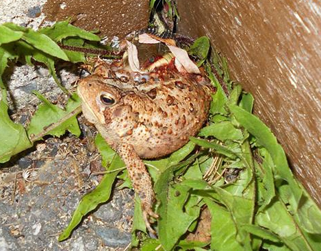 Eastern Garter Snake from 550 Government Rd, Echo Bay, ON P0S 1C0 ...