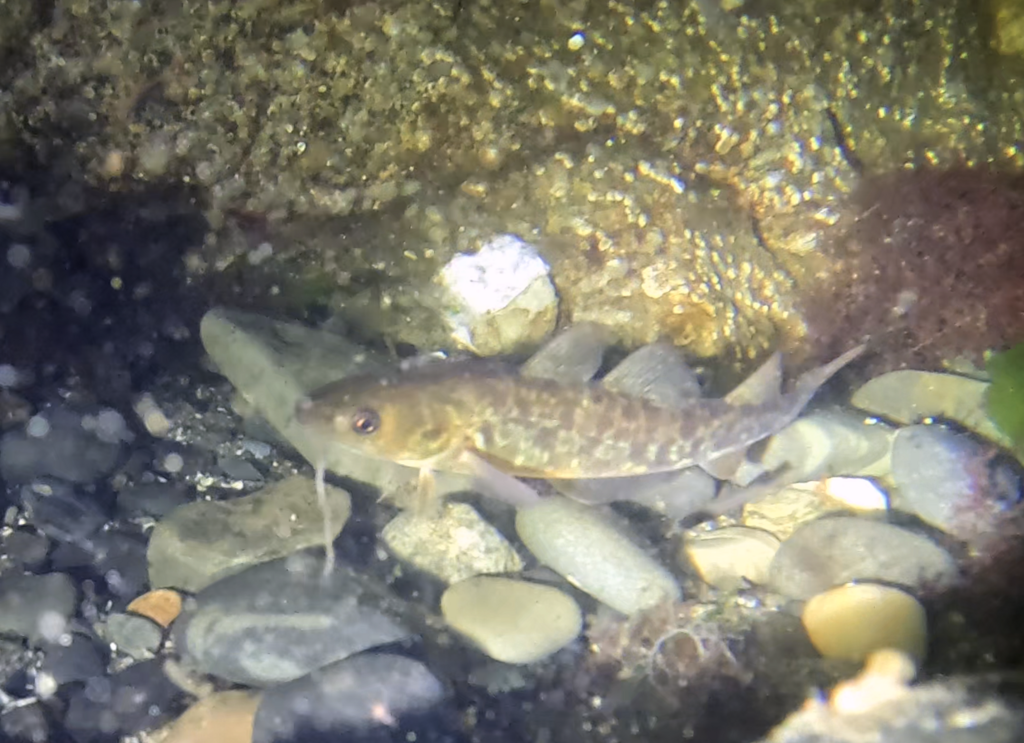 Atlantic Tomcod from Biddeford, ME 04005, USA on August 23, 2023 at 06: ...