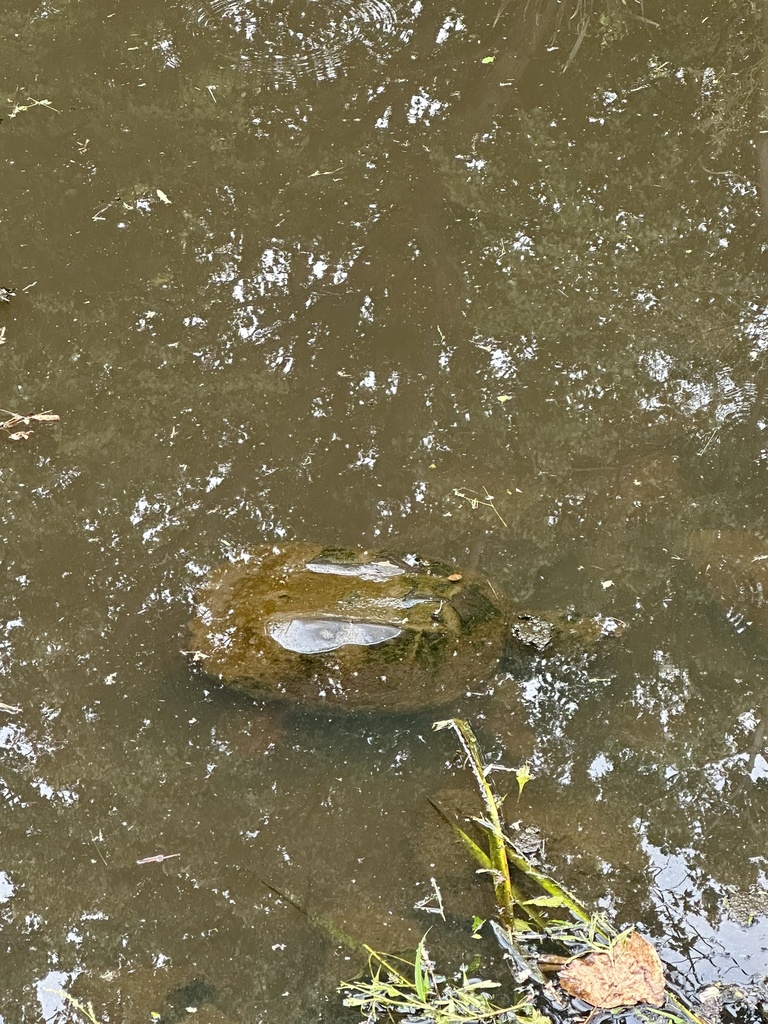 Common Snapping Turtle from Staten Island, New York, NY, US on August ...