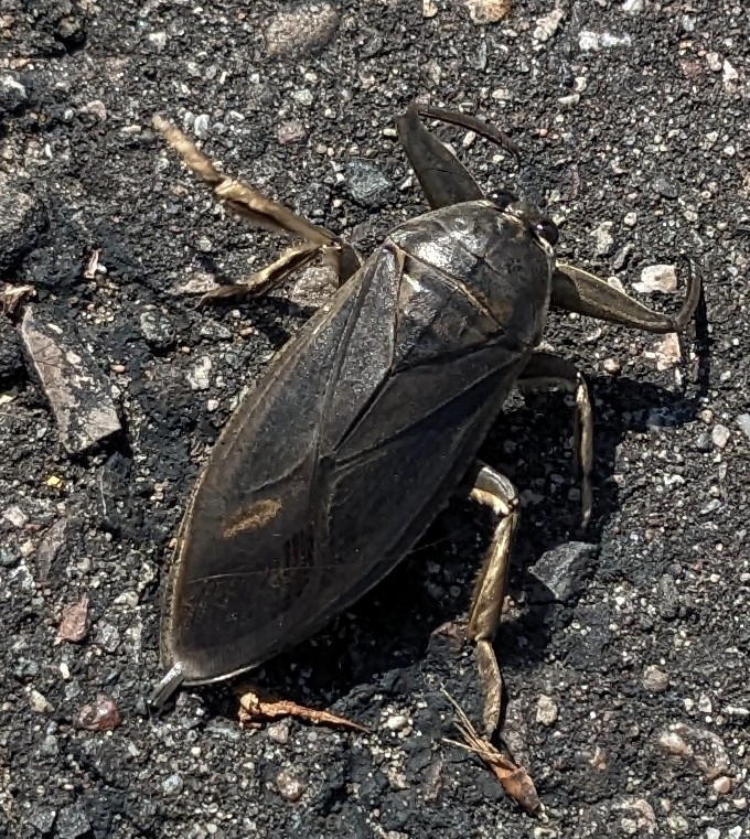 American Giant Water Bug from Eagan on August 19, 2023 at 10:43 AM by ...