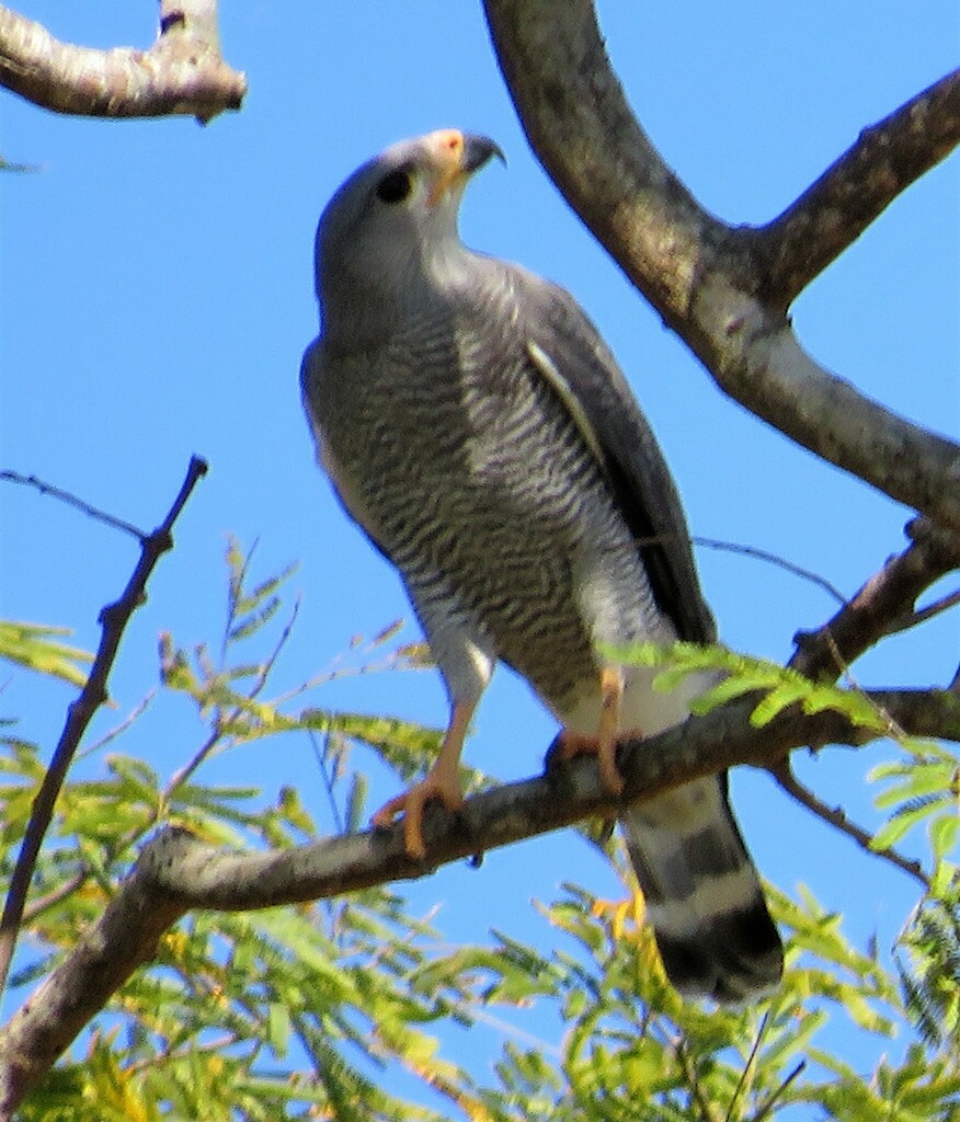 Gray Hawk from Tropical Dry Forest protected by de E. Figueroa ...