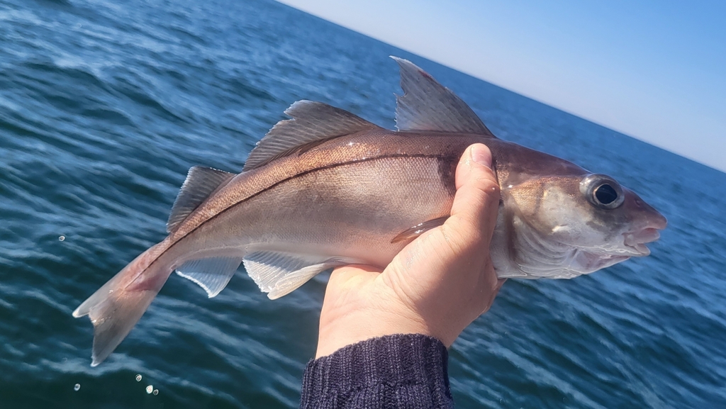 Haddock in August 2023 by William Dulac · iNaturalist