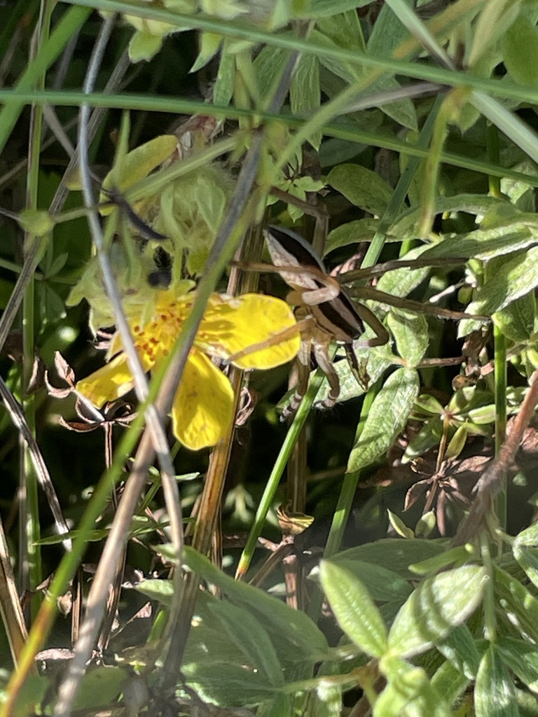 Dotted Wolf Spider from Green Mountain and Finger Lakes National ...