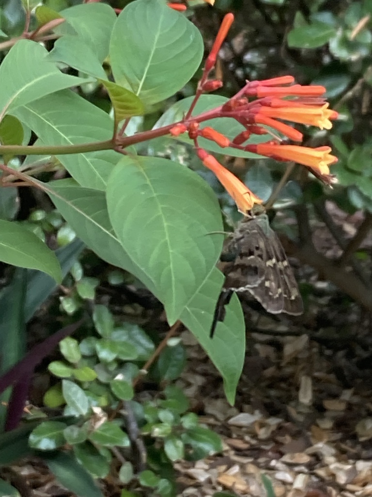 Long-tailed Skipper from Northcliffe Blvd, Spring Hill, FL, US on ...
