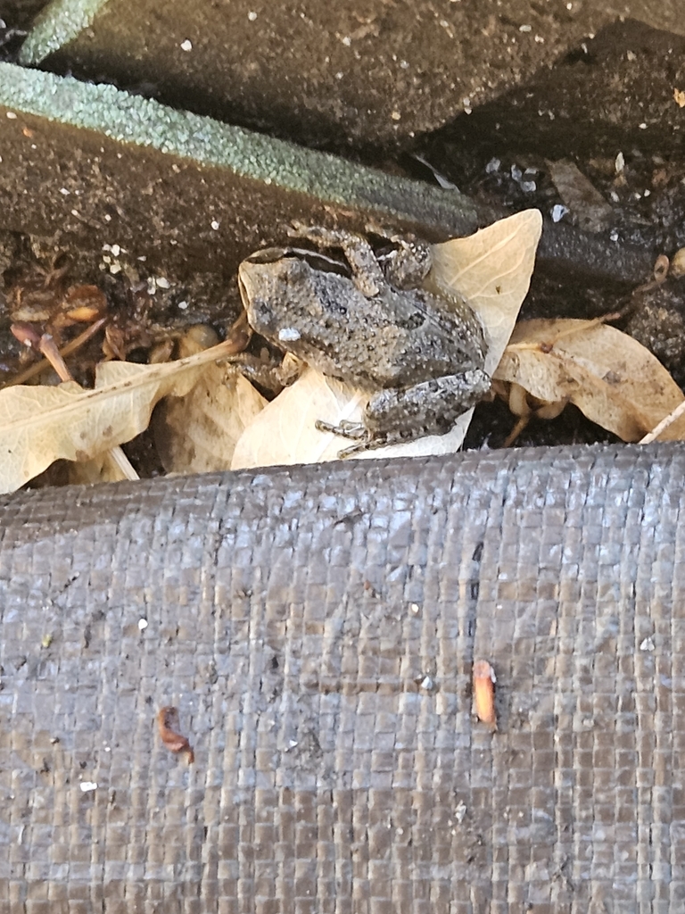 Chorus Frogs from Boise, ID 83706, USA on August 23, 2023 at 10:08 AM ...