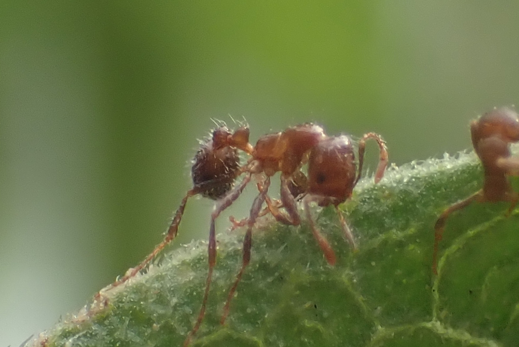 Southern Fire Ant from 1200 W South Mountain Ave, Phoenix, AZ 85041 on ...