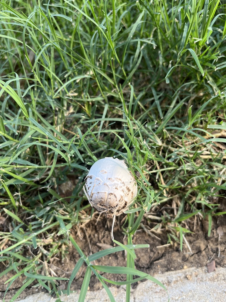 green-spored parasol from Grapevine, TX, US on August 23, 2023 at 06:41 ...