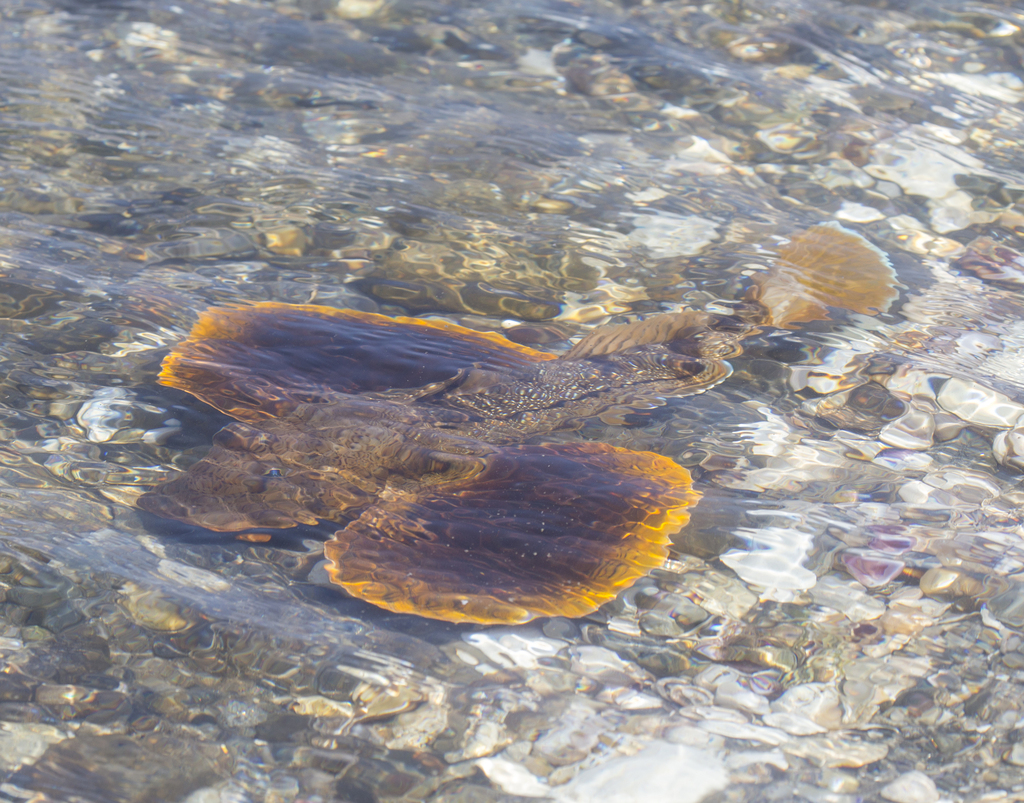 Striped Searobin from New Haven County, CT, USA on August 20, 2023 at ...