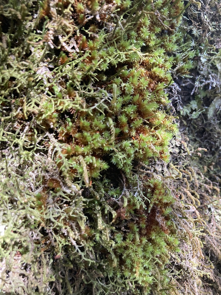 Macromitrium from Selwyn District, Canterbury, New Zealand on August 23 ...