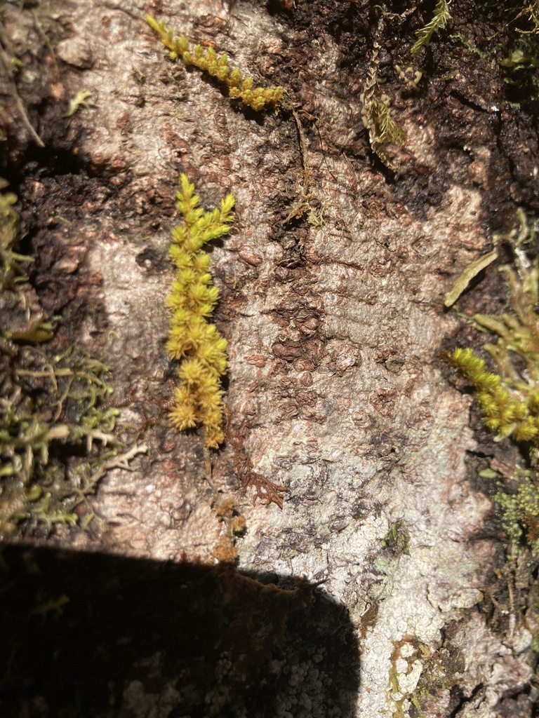 Macromitrium from Selwyn District, Canterbury, New Zealand on August 23 ...