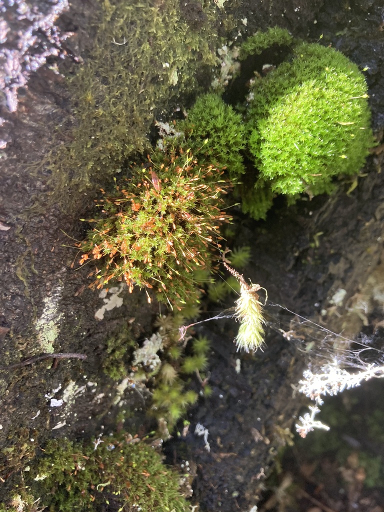 Macromitrium from Selwyn District, Canterbury, New Zealand on August 23 ...