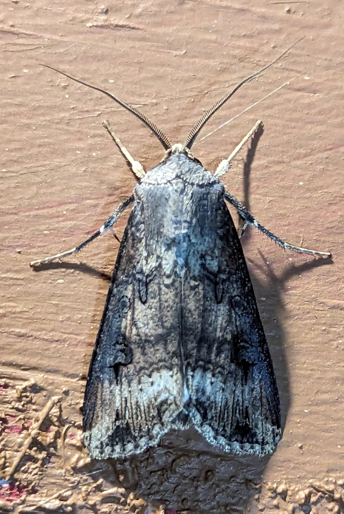 Ipsilon Dart Moth from Saint-Pierre, PM on August 23, 2023 at 11:06 PM ...