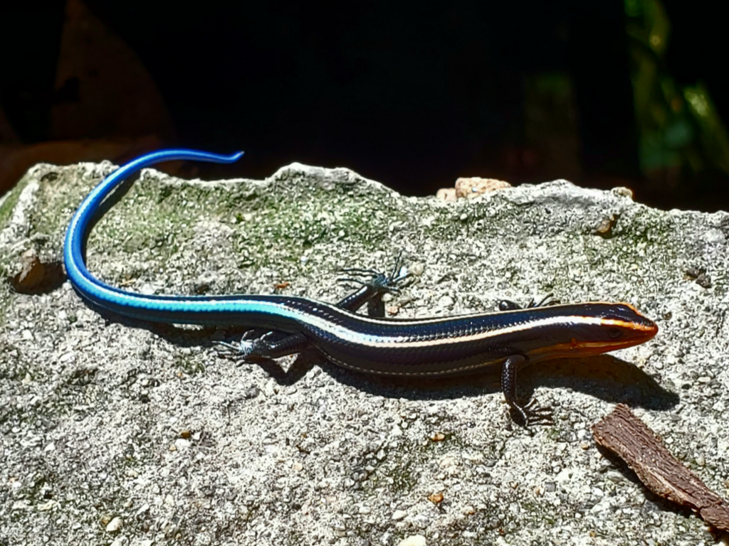 Blue-tailed Skink from 林邊生物多樣性自然教育中心 on August 23, 2023 at 09:31 AM by ...