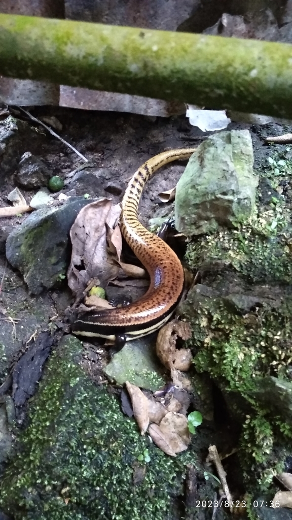 Sphenomorphus muelleri from Fak Fak Selatan, Distrik Fakfak, Kabupaten ...